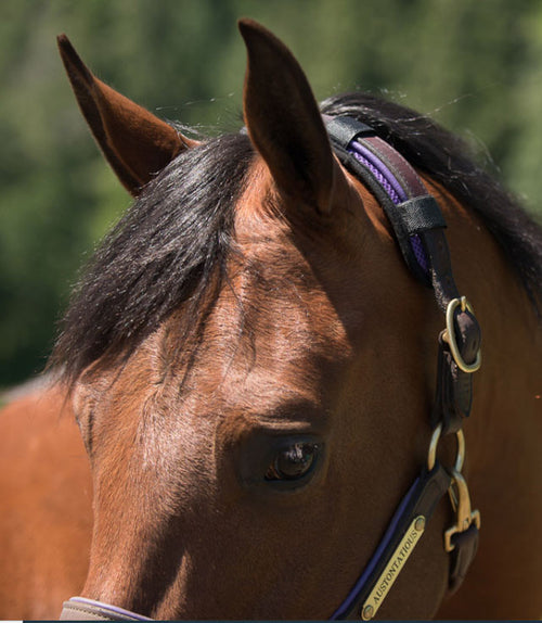 Therapeutic Poll Pad – The Warrior Store